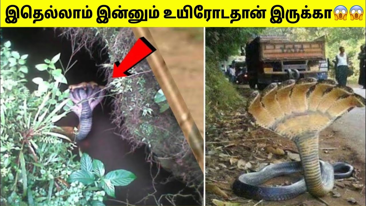 புராண கால உயிரினங்கள் | Mythological Creatures That Existed | Tamil ...