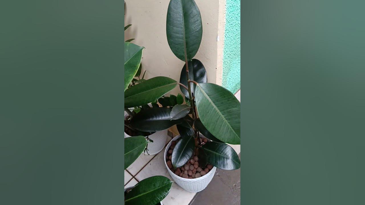 #shorts ficus elástica seringueira - YouTube
