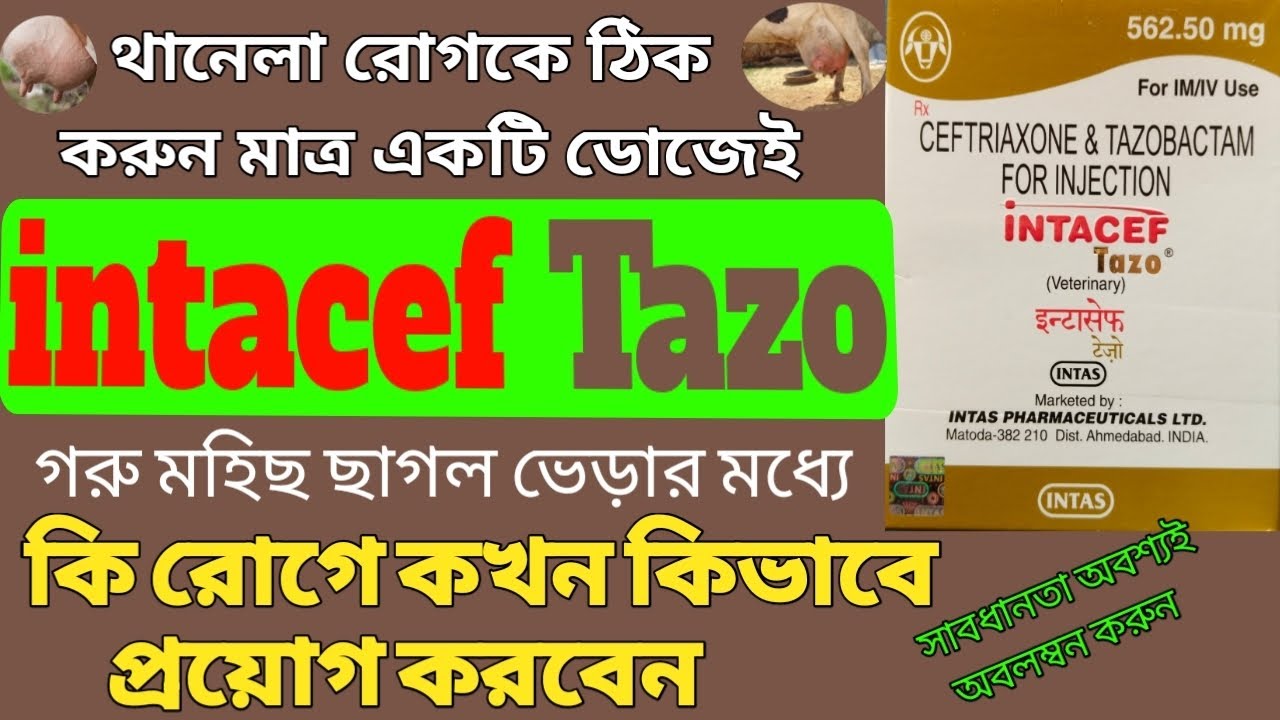 intacef Tazo Injection uses in all animals।Mistitis।এটি পশুর কি রোগে ...