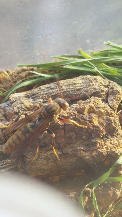 It seemed to be very alert to the surrounding situation and kept walking back and forth. - YouTube