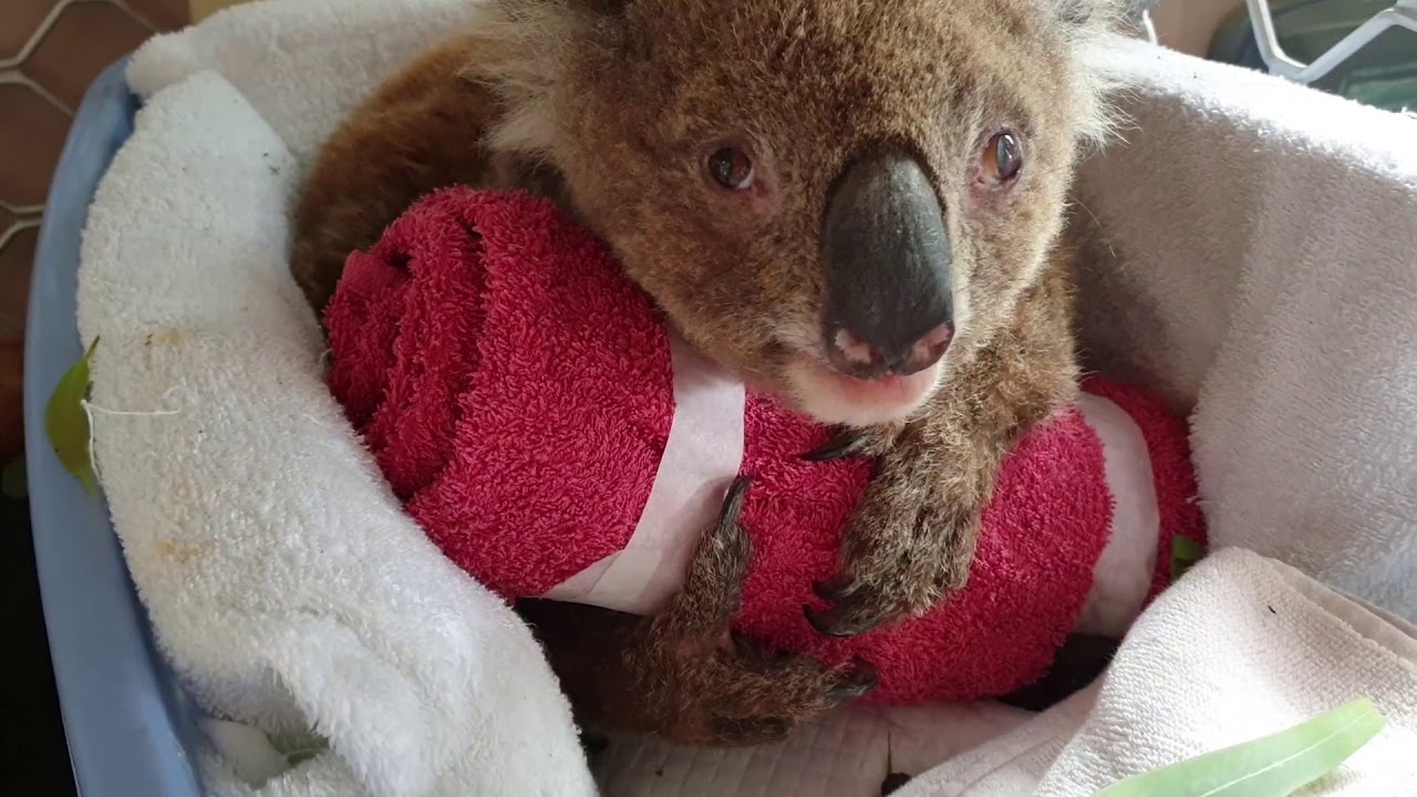 'This Is the Beginning of Her End' - Rescue Group Comforts Dying Koala ...
