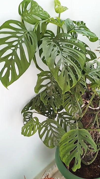 Healthy And Beautiful Evergreen Plant βοΈπ΅ Viral Gardening Plant