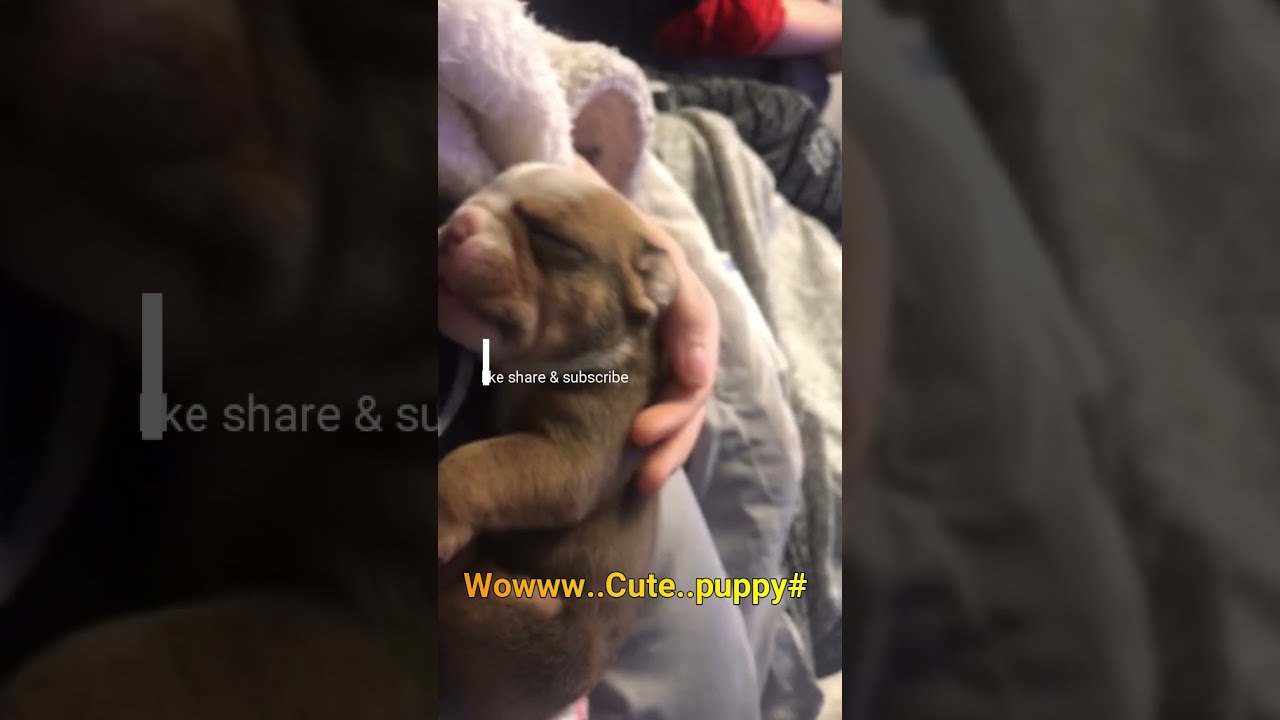 Wow cute dog puppy#shorts - YouTube