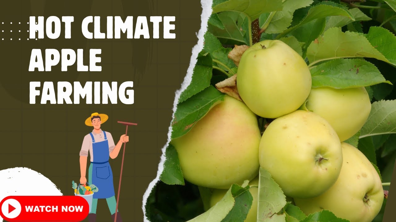 गर्म इलाक़ो में सेब की सफल खेती| Hot climate apple farming #success ...
