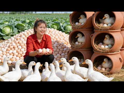 Timelapse - Duck Egg Harvest | Fresh Eggs to Countryside Market | Farm Life