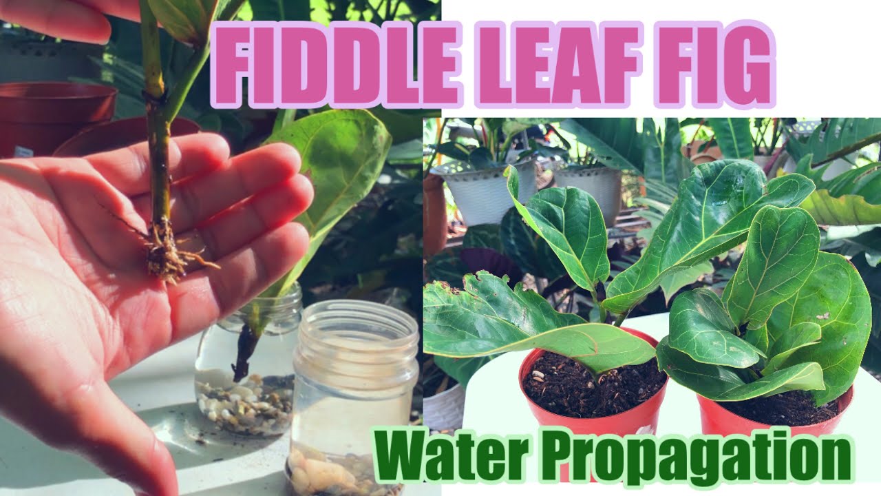 FIDDLE LEAF FIG / WATER PROPAGATION / 100% SUCCESSFUL - YouTube