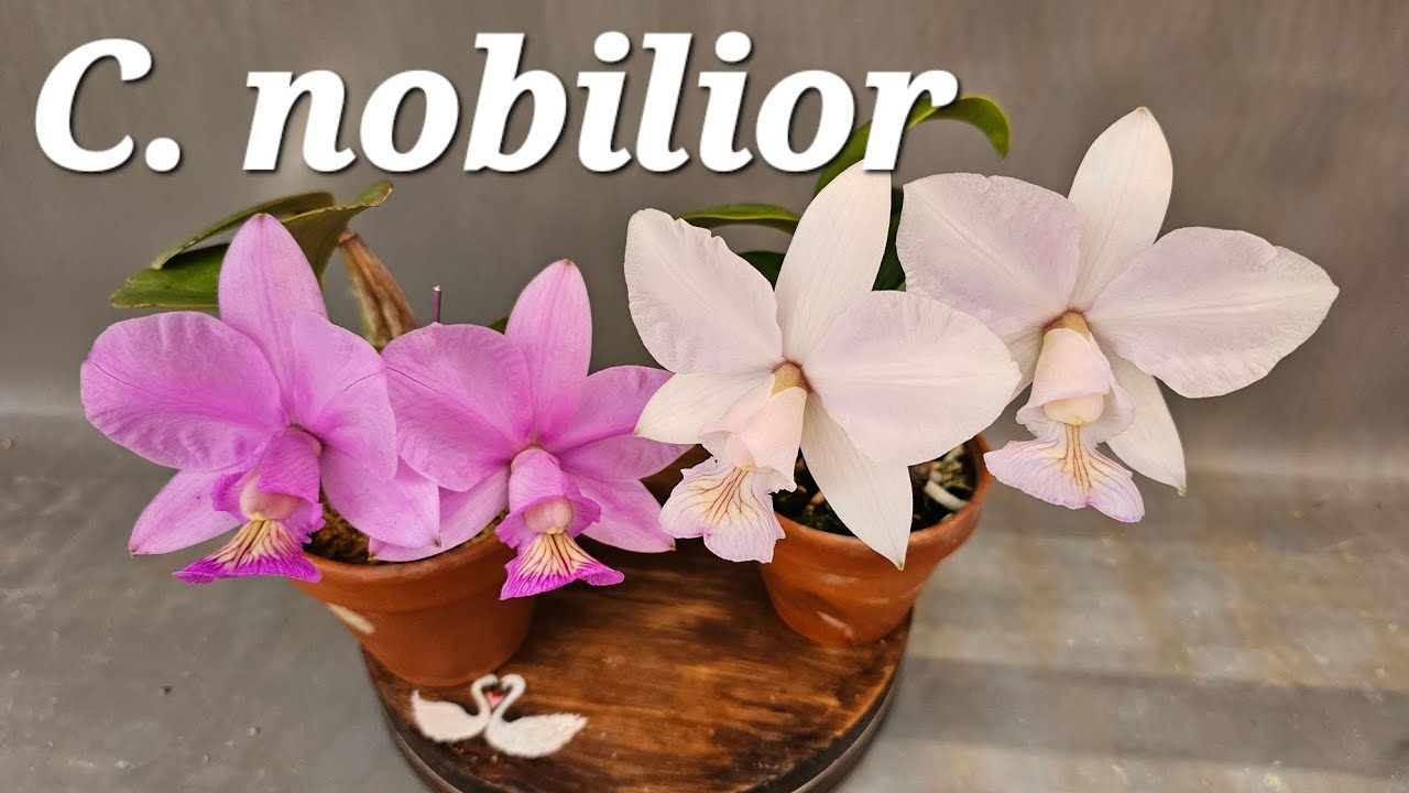 C. nobilior concolor 'Brilliant ' SM/JOGA - YouTube