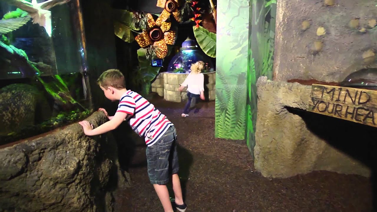 SEA LIFE Brighton Advert 2015 - YouTube