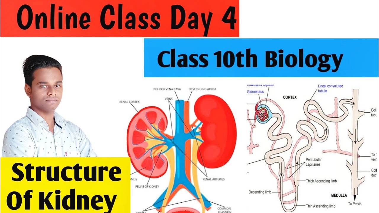 Class 10th Biology|| Structure Of Kidney|| Excretion || Nefrone ...