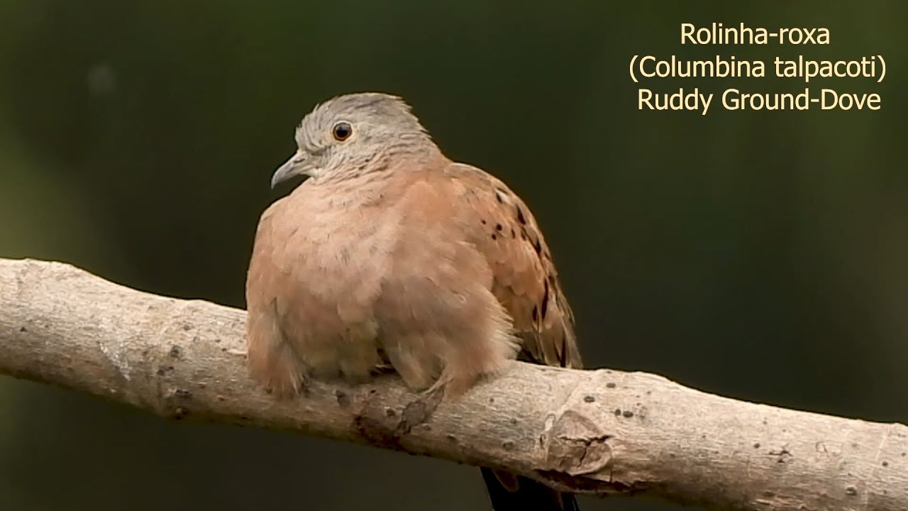 ROLINHA-ROXA (COLUMBINA TALPACOTI), RUDDY GROUND-DOVE, ROLINHA-CALDO-DE ...