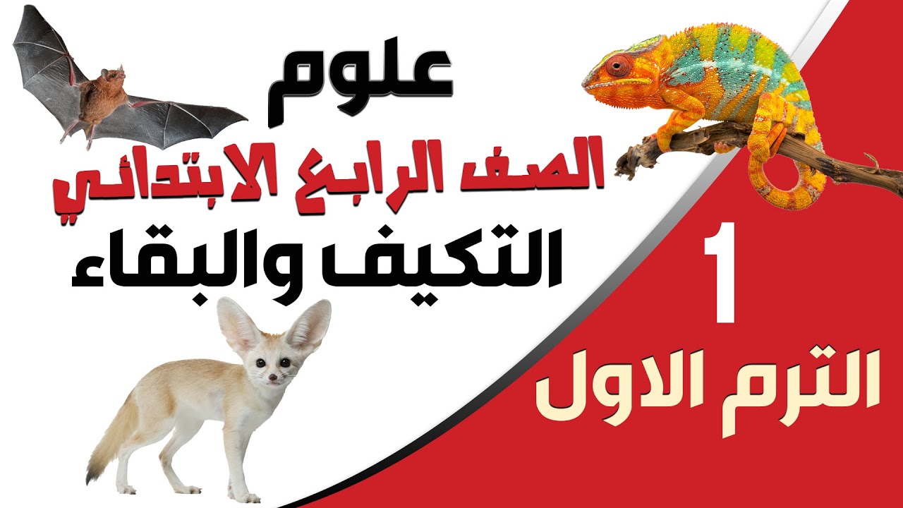 الدرس الاول علوم الصف الرابع الابتدائي👈التكيف والبقاء 👈المنهج الجديد👈
