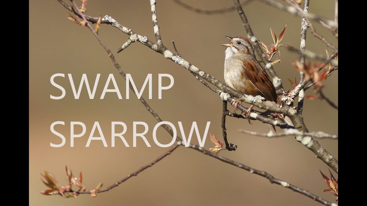 Swamp Sparrow - YouTube