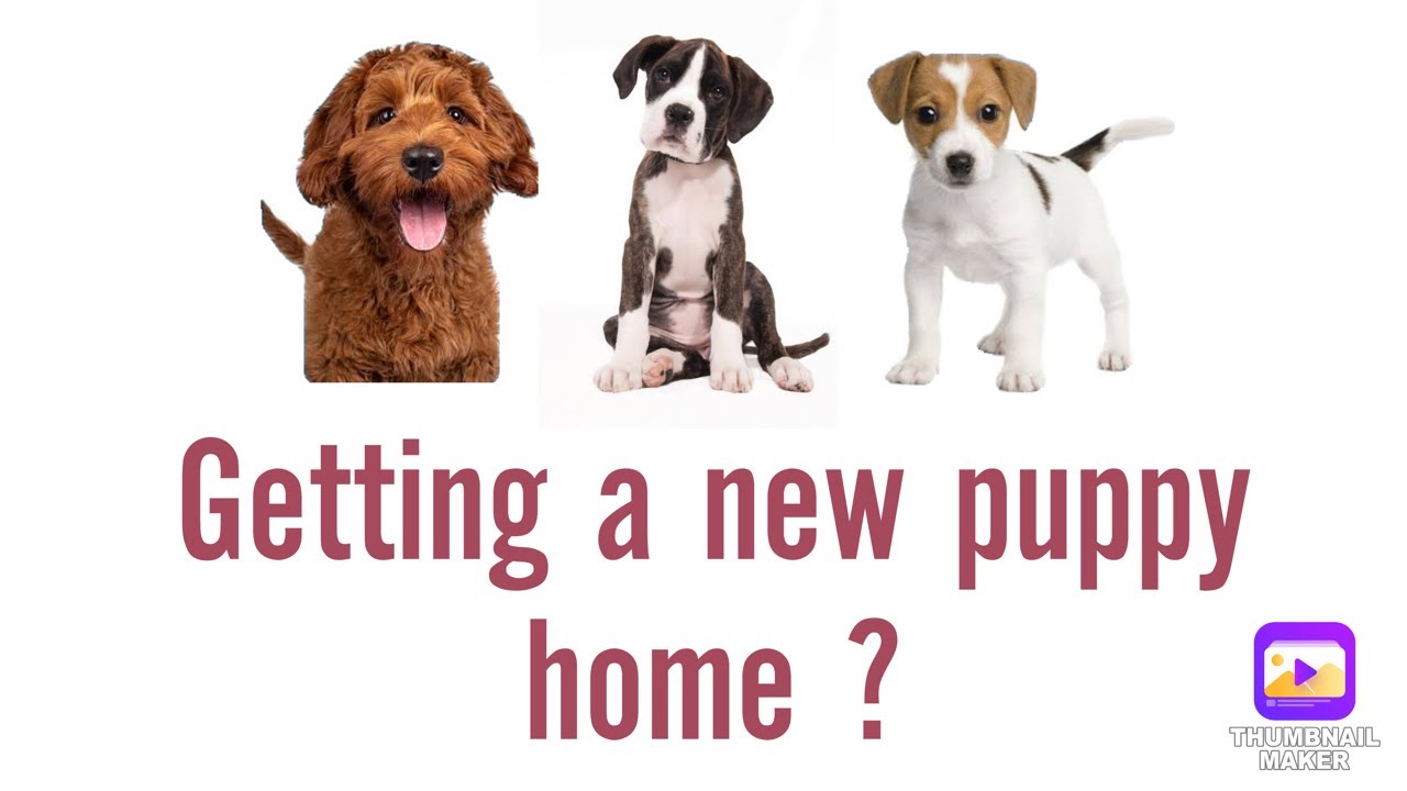 Getting A New Puppy ? Watch this video | Pet parents | Tips - YouTube