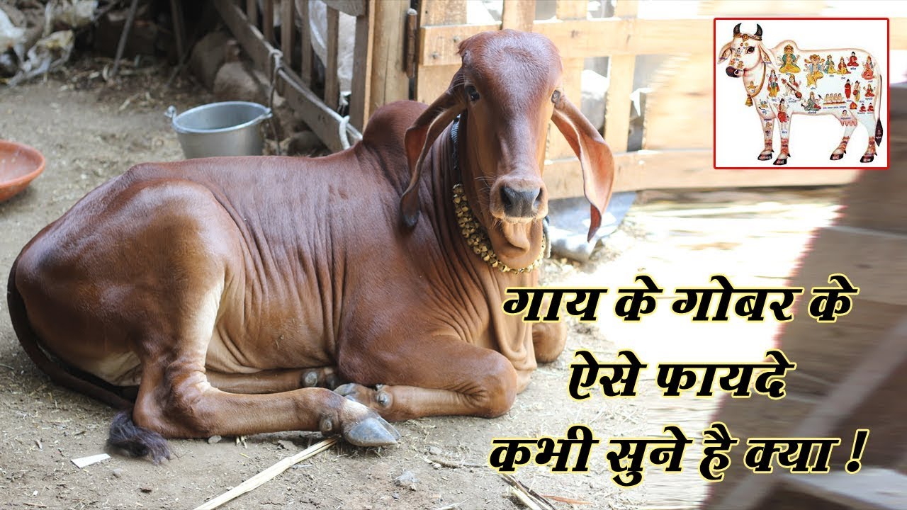 cow ke gobar benefits - YouTube