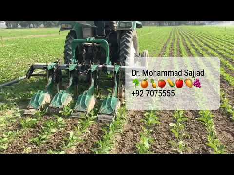 Weed Control in Sugar Beet using Mechanical Weeder - YouTube
