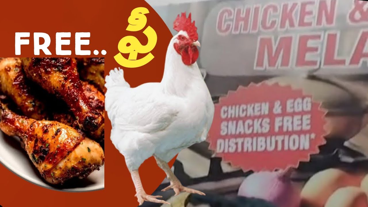 chicken free || chicken Mela|| Bird flue|| chicken farm|| NamalaMedia ...