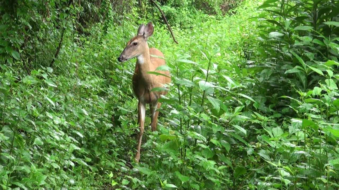 Skyview's Beagles Gets Chased By Deer With Fawn. - YouTube