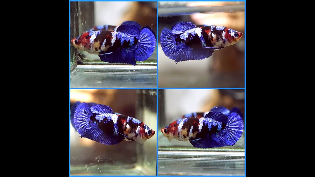 Betta Fish MULTI COLORS GALAXY KOI Halfmoon Plakat Male X49 - YouTube