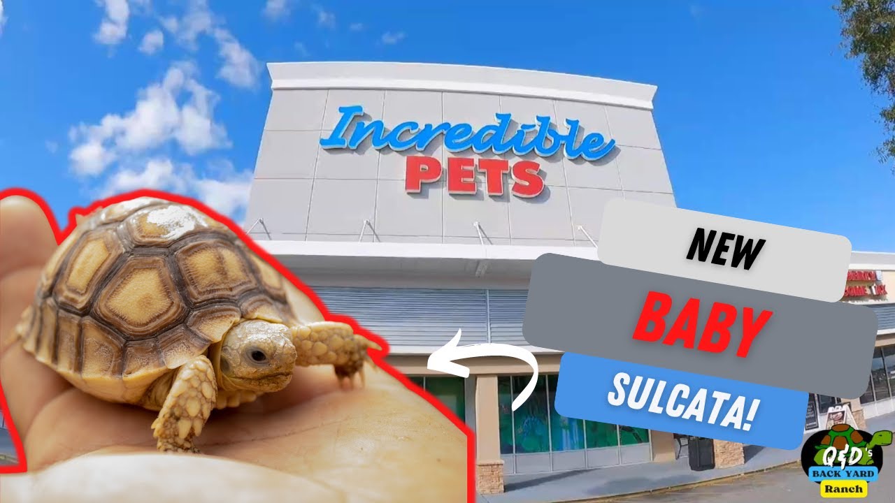 New Baby tortoise from Incredible pets! - YouTube