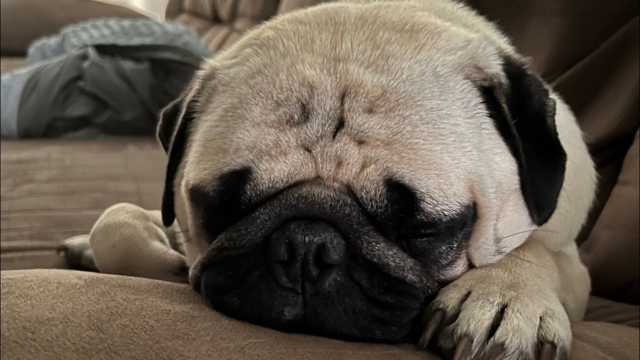 A Day in the Life of a Pug - YouTube
