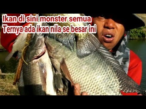 REEL ODONG 2 DI LARANG MANCING DISINI DIJAMIN HANCUR - YouTube