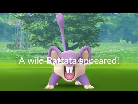 Rattata Spotlight Hour - Pokemon Go Shiny Hunt *Live* - YouTube
