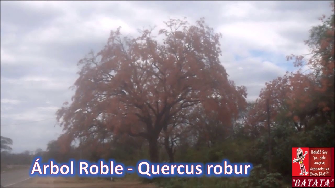 Árbol El Roble común - Quercus robur - YouTube