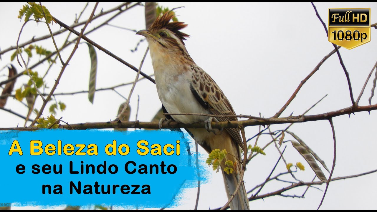 A Beleza do Saci e seu Lindo Canto na Natureza (Tapera Naevia) - YouTube