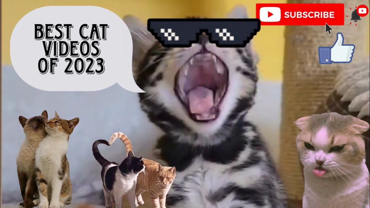 40 minutes of the FUNNIEST BENGAL CATS ever! | Cutest cats | Bengal Cat ...