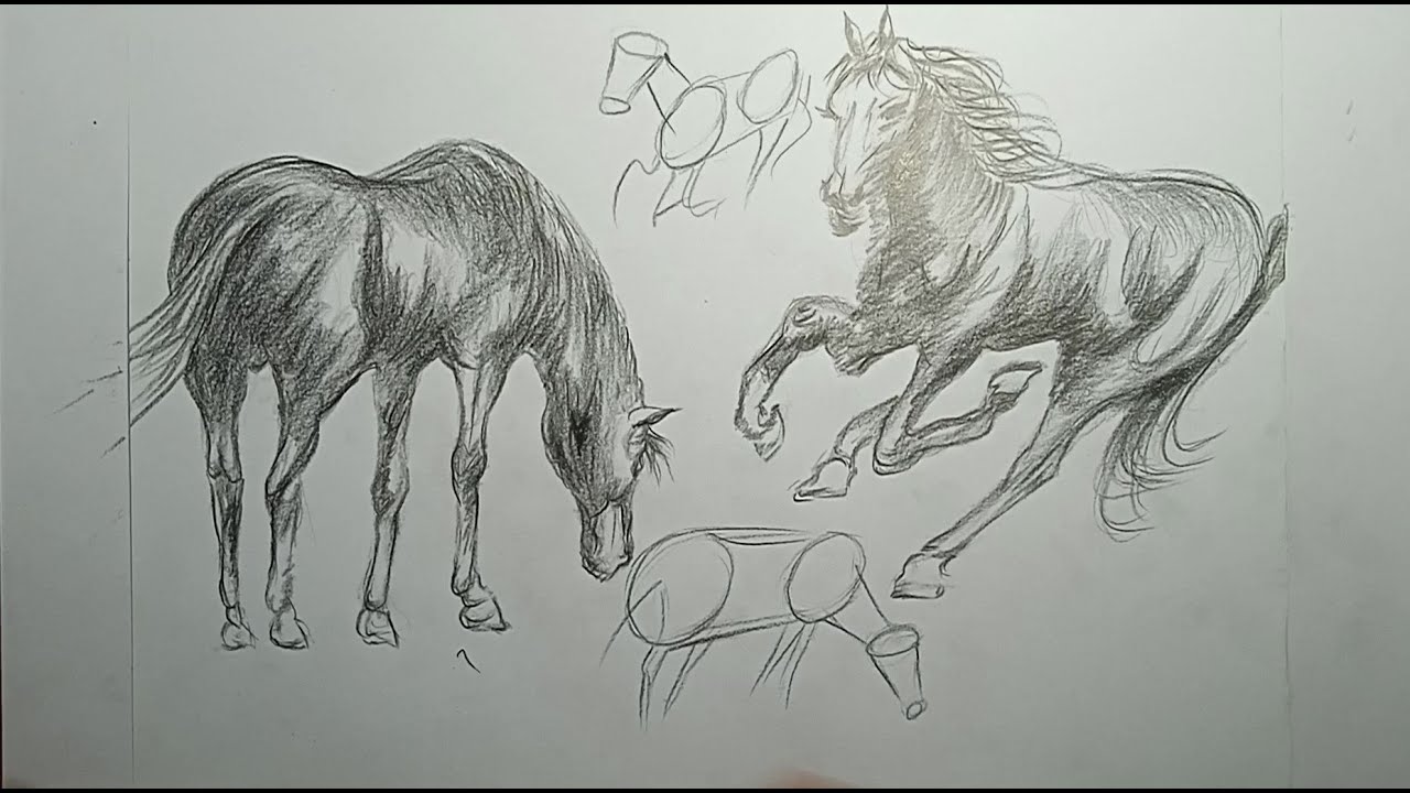 Comment Dessiner Un Cheval Au Galop Comment Dessiner Un Cheval: Un Pas