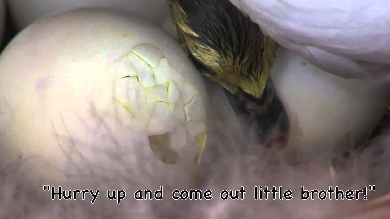 Birth of Ducks. Watch Eggs Hatch. - YouTube