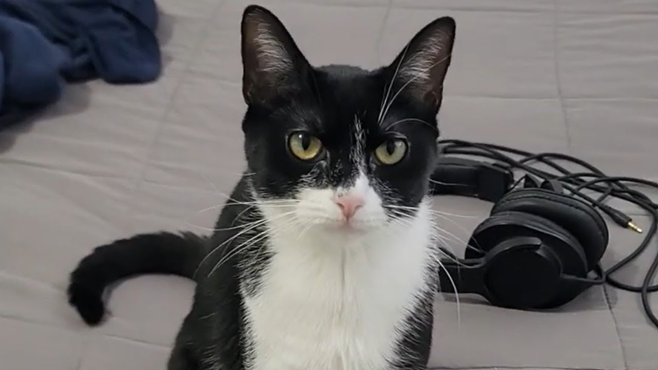 The Story of Tuxie The Kitty Cat - YouTube