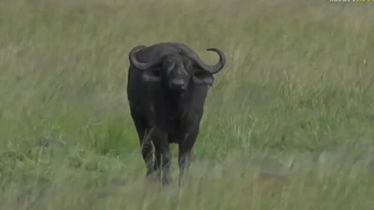 5 June 22, 2017 Sunset Jamie is with a very fierce animal (Elderly Male ...