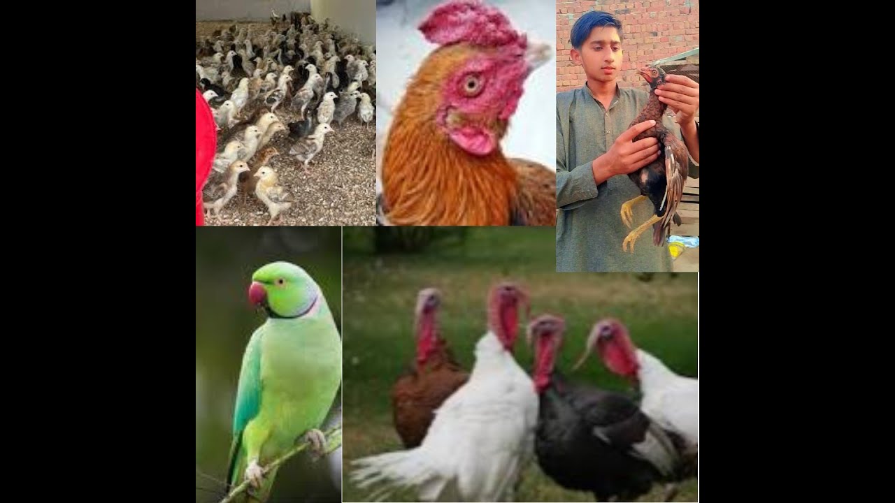visit Animal Farm//many animals/murga - YouTube