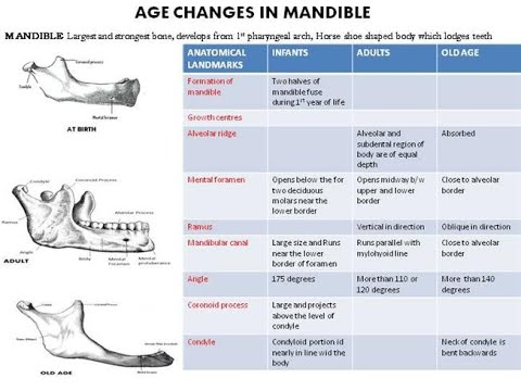 Discuss age changes in the mandible (Infants, Children, Adult and Old ...