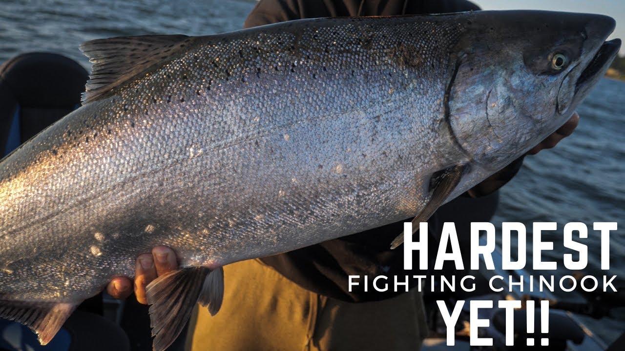 Giant Chinook Salmon