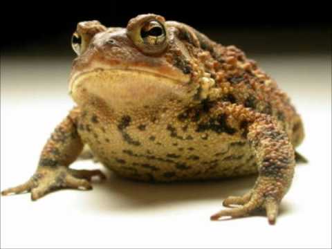 The Overload Toad - Bulletproof (Dubstep) - YouTube