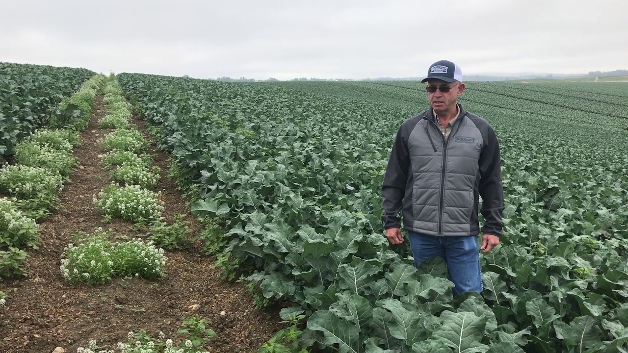 Organic Crop Update with Dale Huss - YouTube