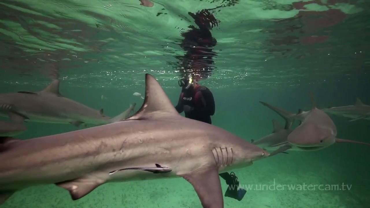 Shark TV - Teil 4: proWin- pro nature donates 50 000 U$ for Erich ...