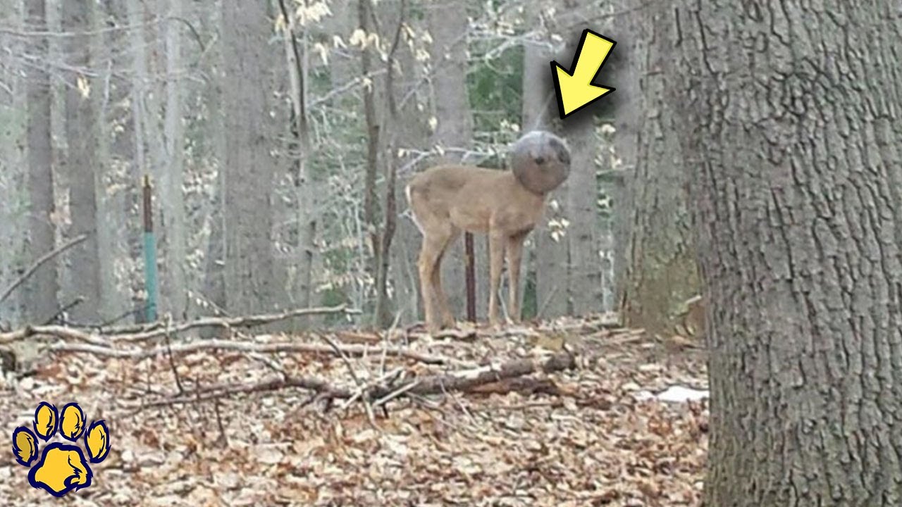 A Man Saw a Strange Creature in the Woods, He Had No idea Who It Was ...
