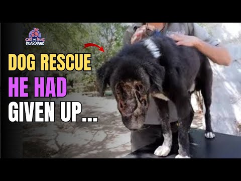 Wounded and Hopeless, This Dog Was Saved Just in Time #dogrescue # ...