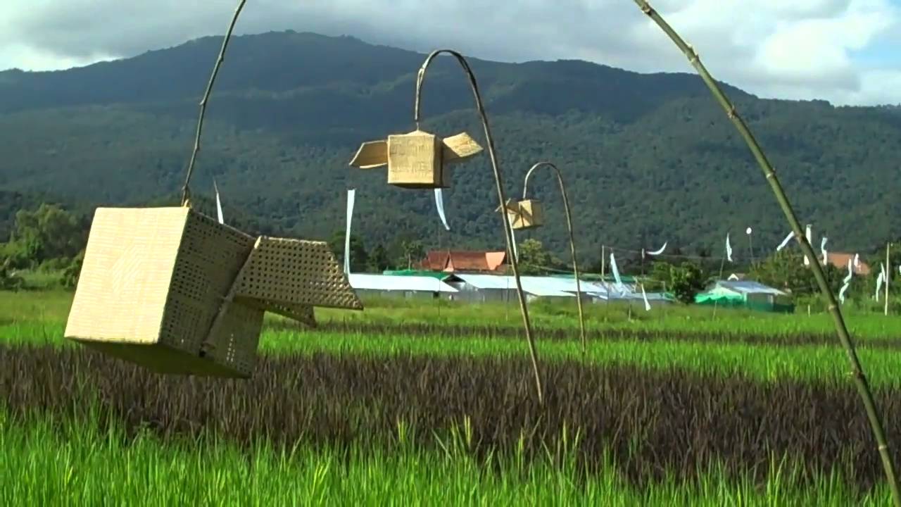 modern 3d art meets thailand rice field - YouTube