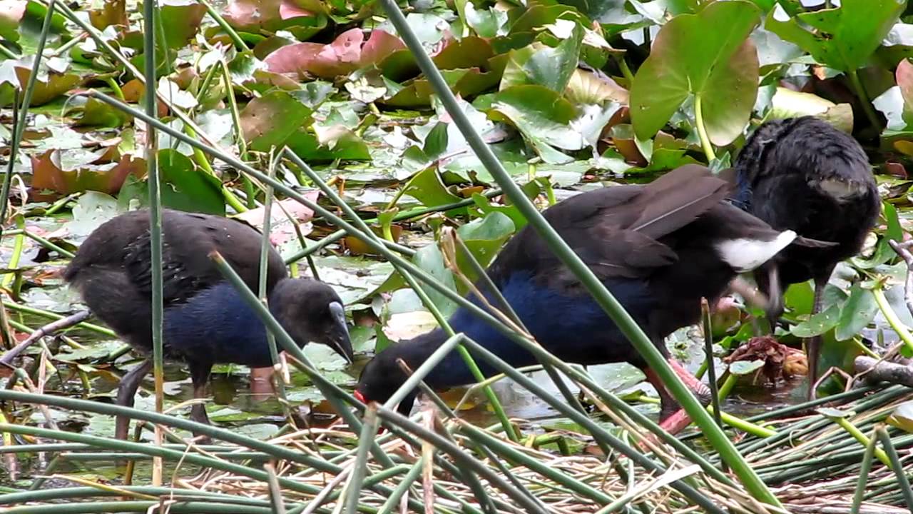 Pukeko and Chicks - YouTube