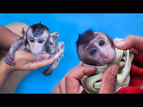 Cute Baby Monkey JoJo take bath with daddy