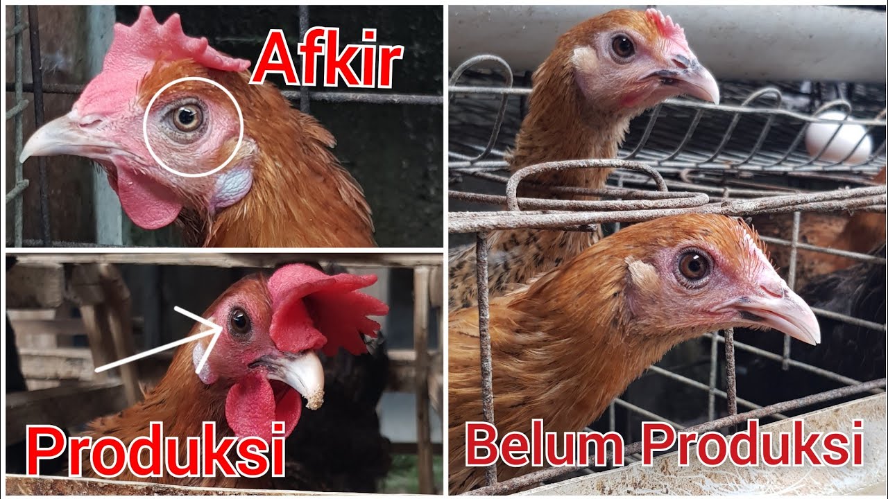 Tanda Ayam Sudah Afkir || Perbedaan Ayam bertelur Afkir - YouTube