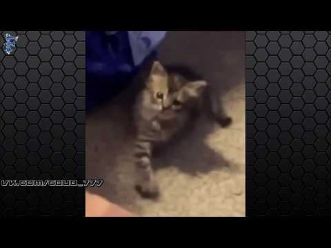 Kitten terminator