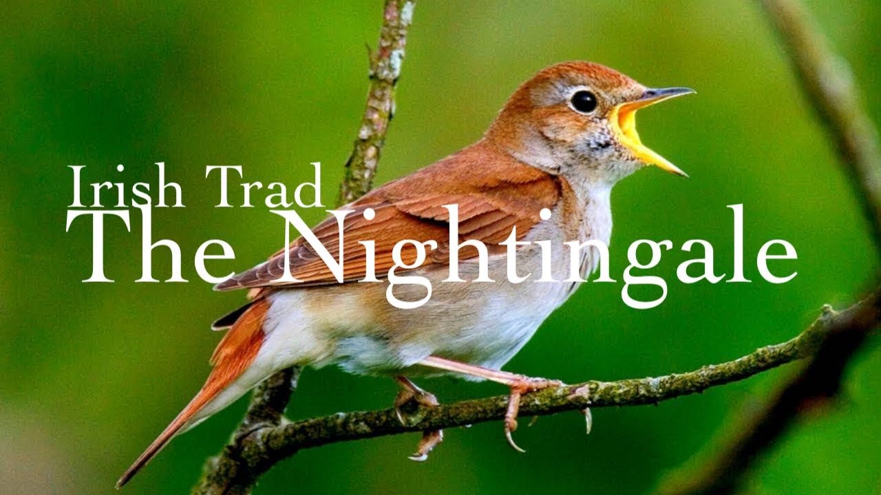 The Nightingale - TJ Irish Trad - YouTube