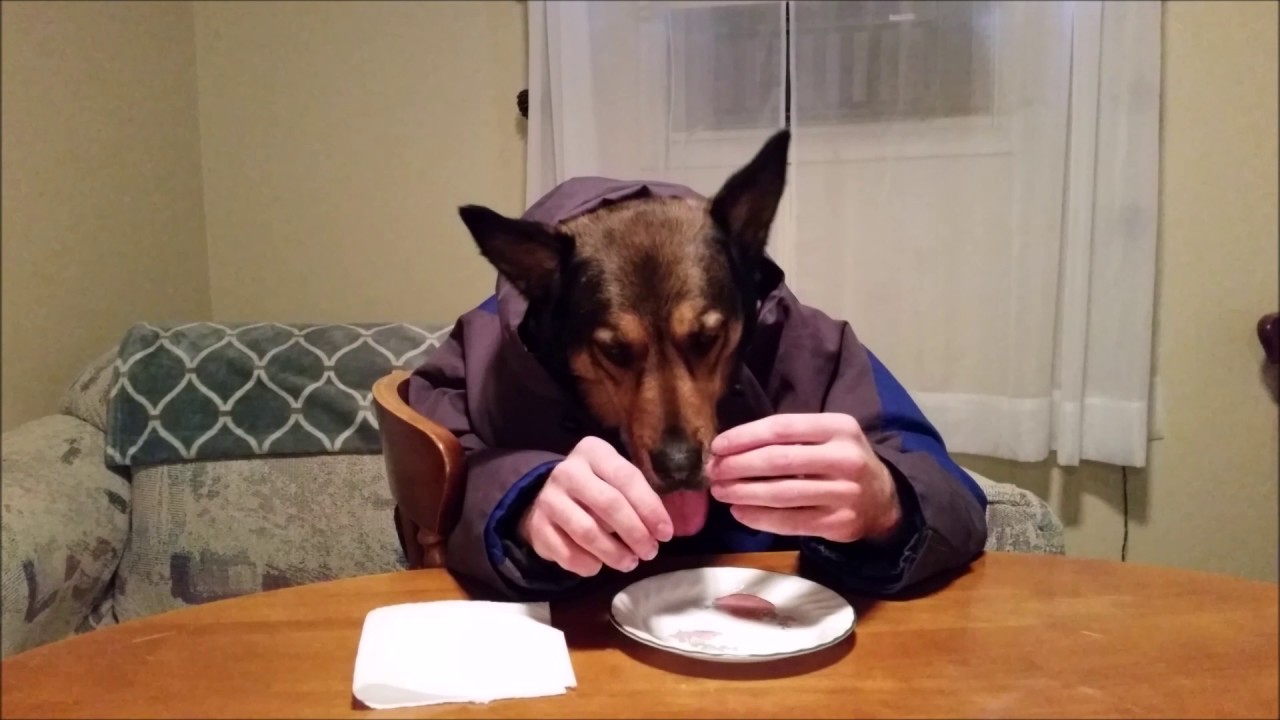 My dog eating with his hands - YouTube