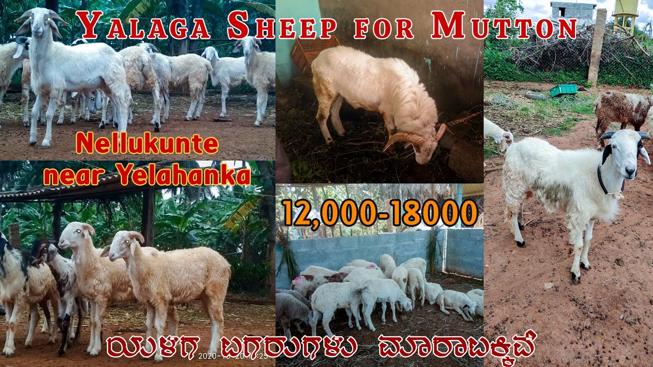 MALE YALAGA SHEEP for Sale near Bangalore's Yelahanka at Nellukunte ...