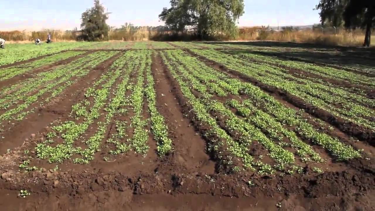 Aplicación de Inkrementa en el cultivo del cilantro - YouTube